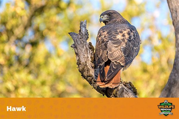 Predators of Bats - AAAC Wildlife Removal of Texas Gulf Coast